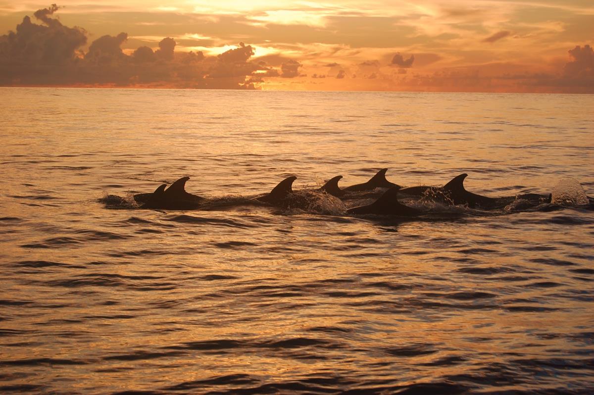 Komory - wakacje, wczasy, wycieczki z Planet Escape